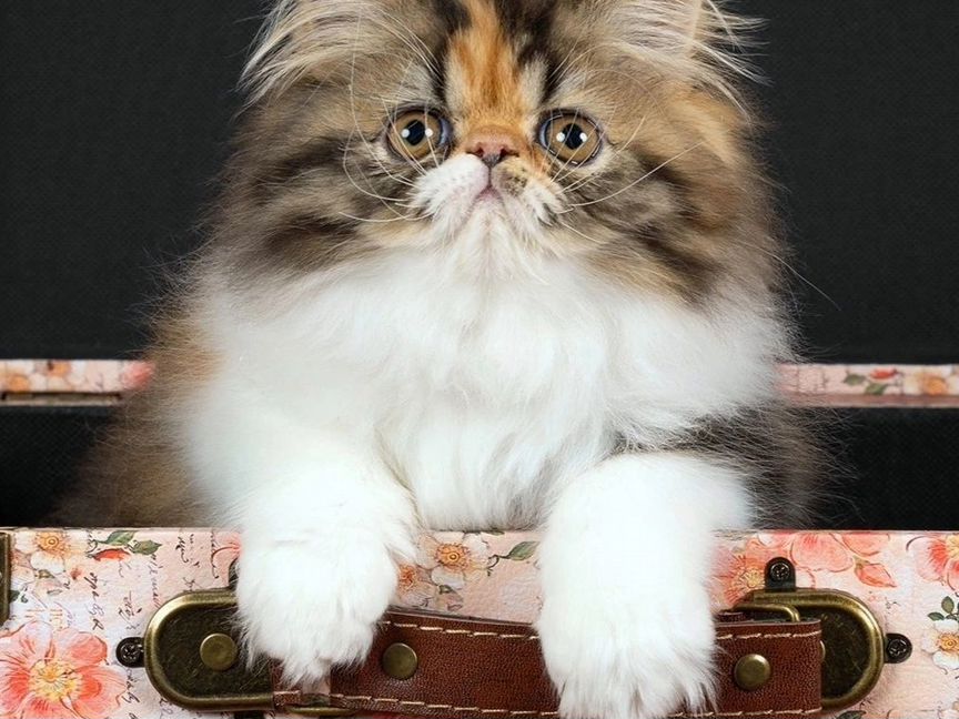 Персидский котёнок