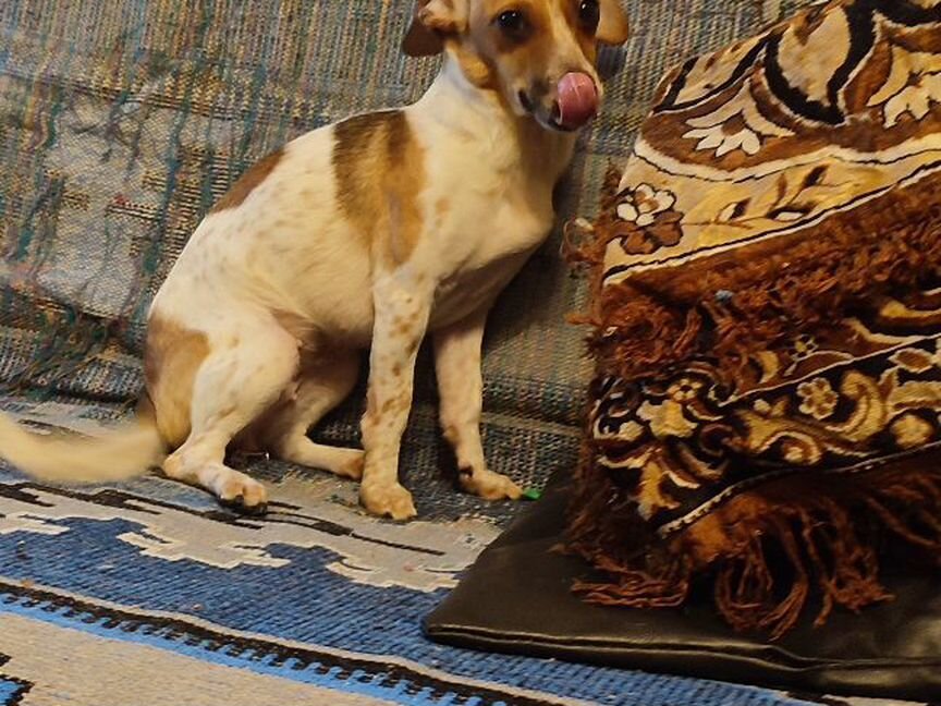 Собаки бесплатно в добрые руки