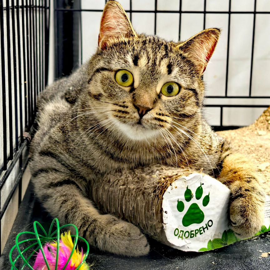 Полосатая кошечка