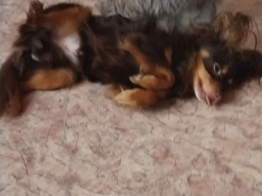 Московский длинношерстный тойтерьер