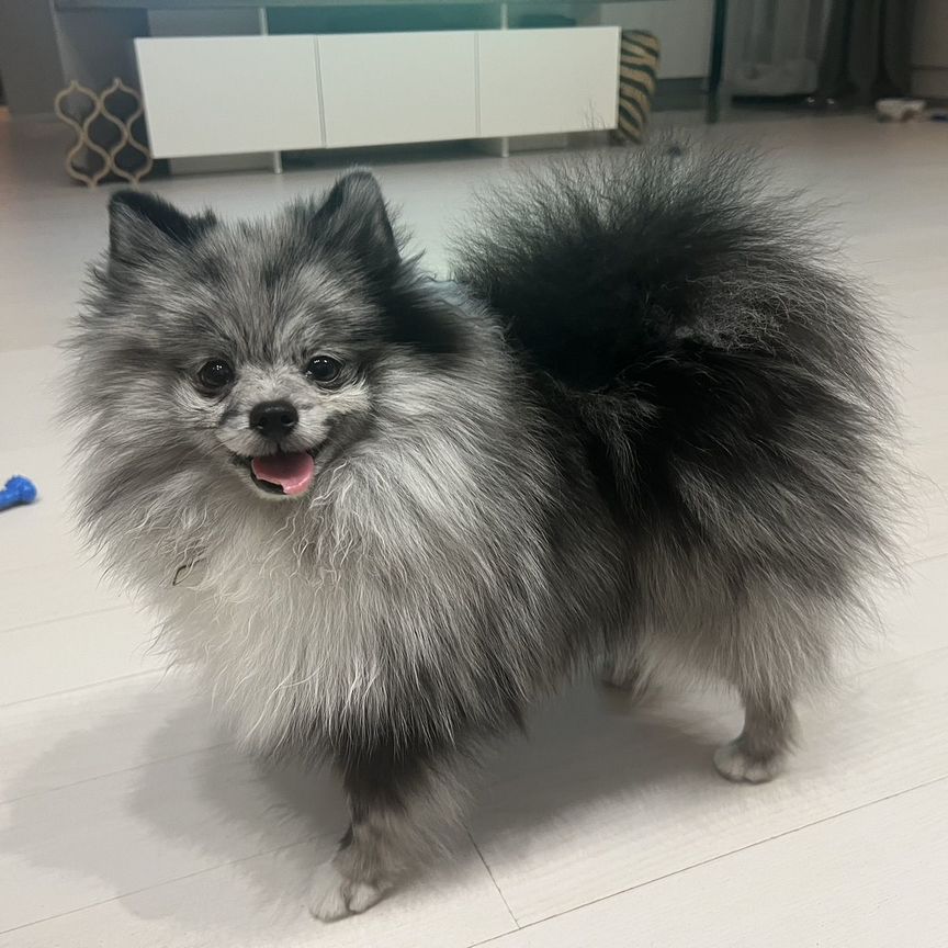 Померанский шпиц мини мальчик 9 месяцев
