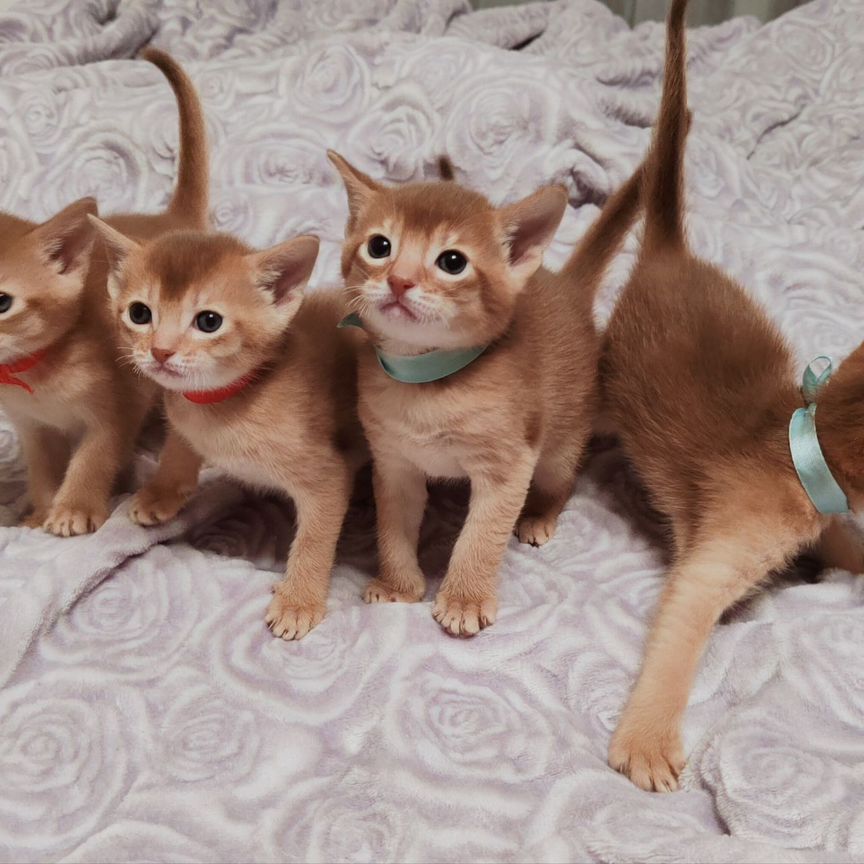 Абиссинские котята
