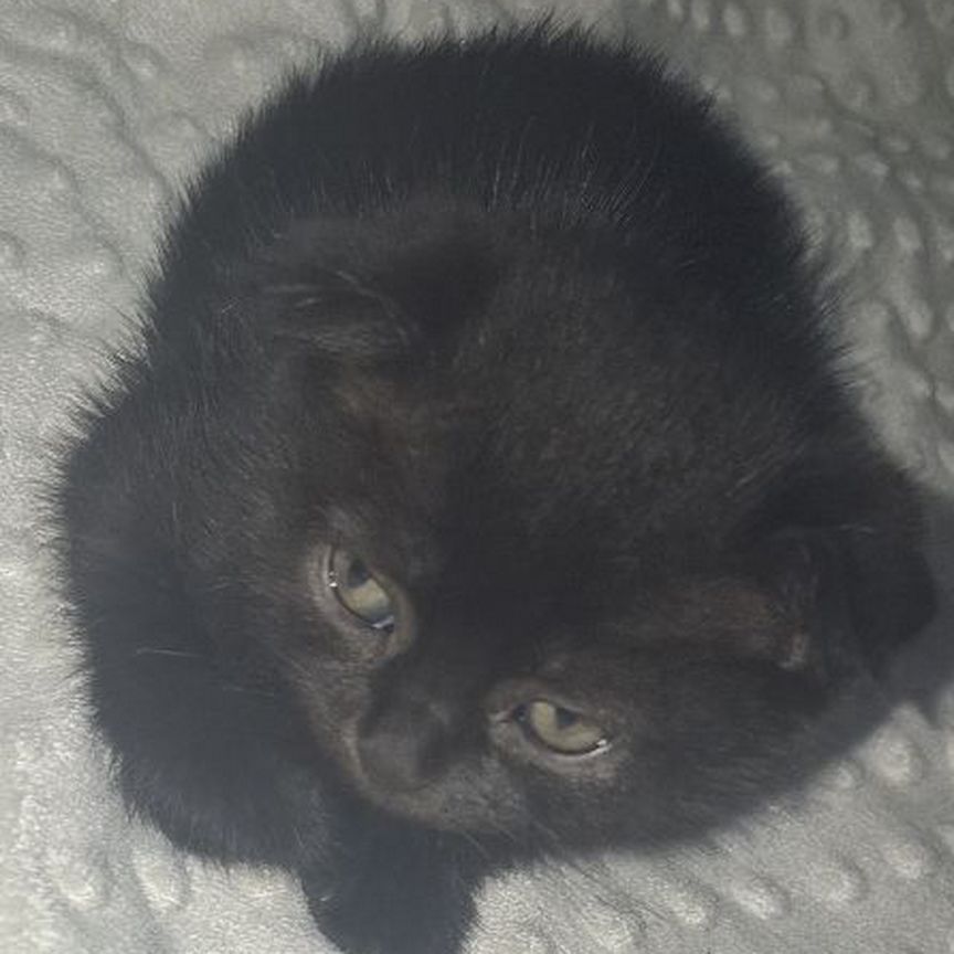 Британский короткошёрстный котёнок