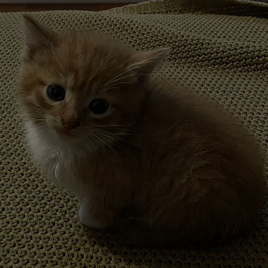 Котята в добрые руки бесплатно