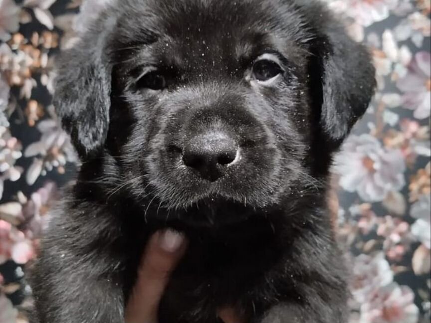 Щенки лабрадора