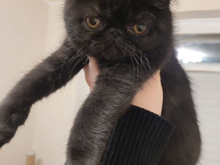 Экзотическая короткошерстная