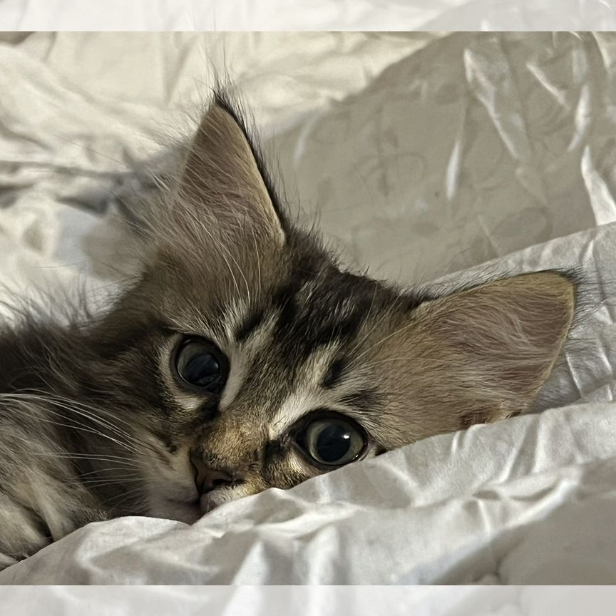 Котята бесплатно, папа британец в добрые руки