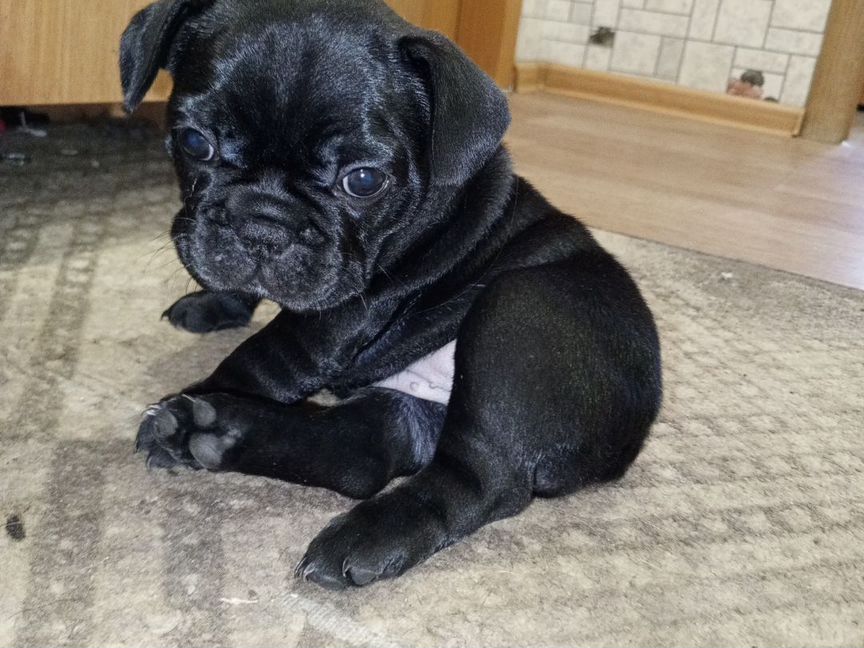 Французский бульдог щенки