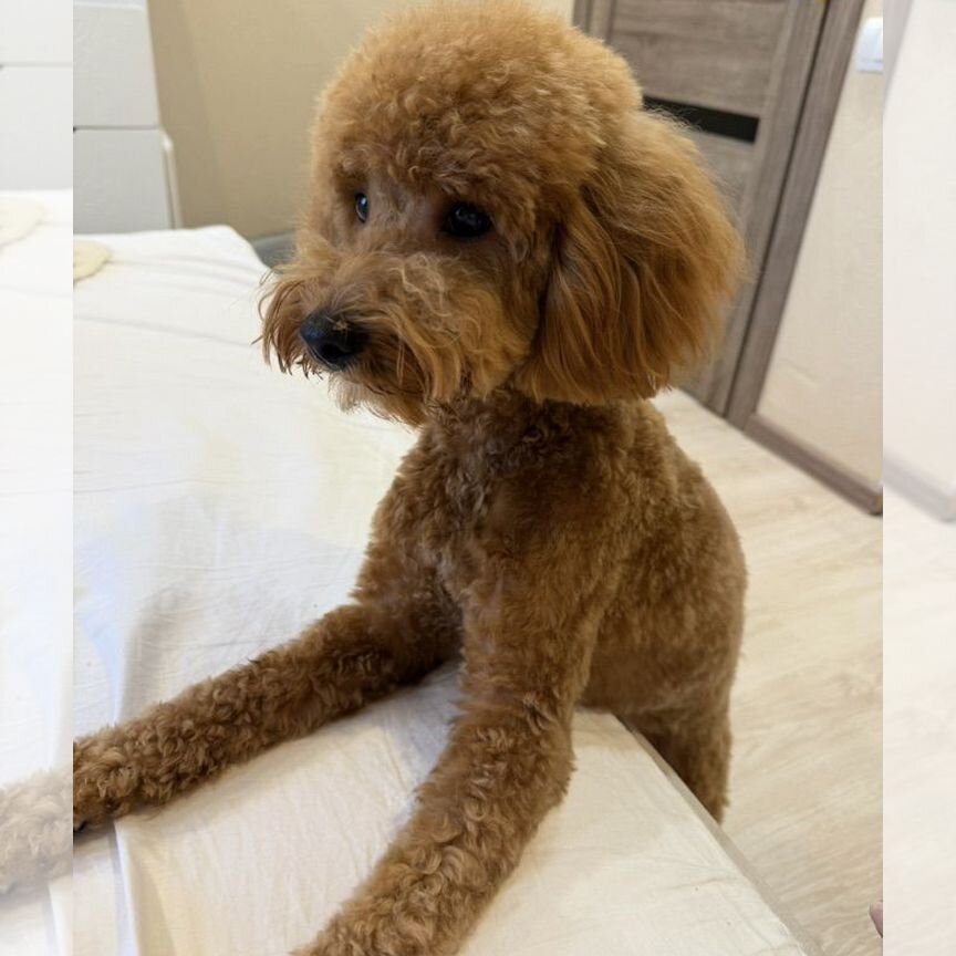 Мальтипу, взрослая собака