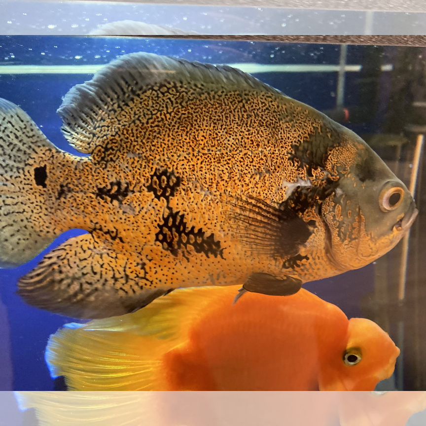 Астронотус тигровый