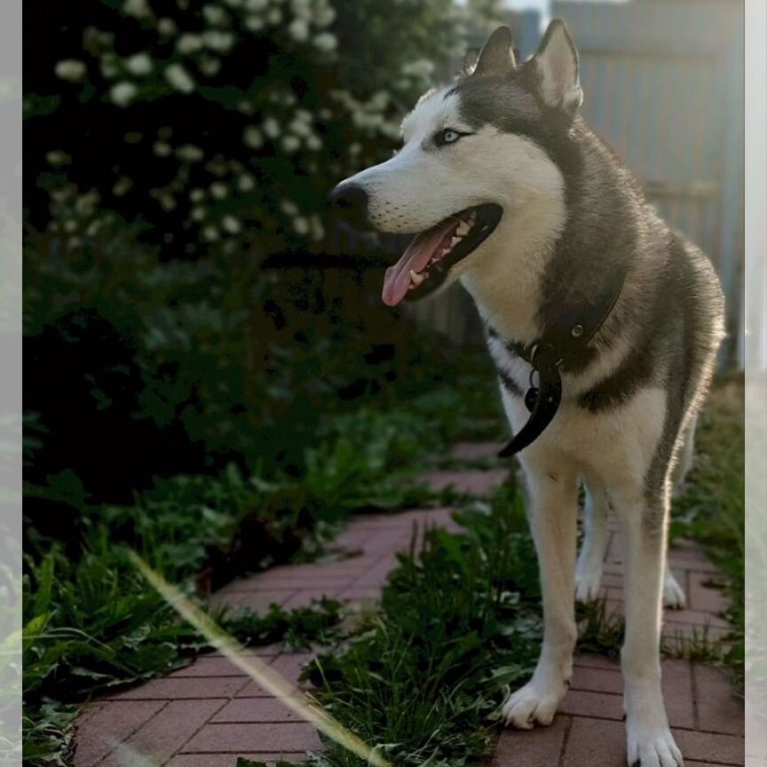 Сибирский хаски, взрослый пёс