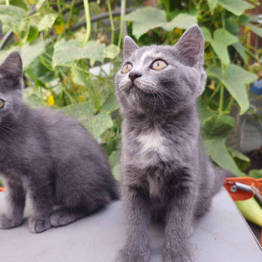 Отдам котят