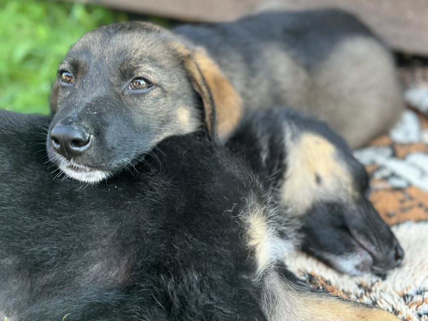 Щенки овчарки