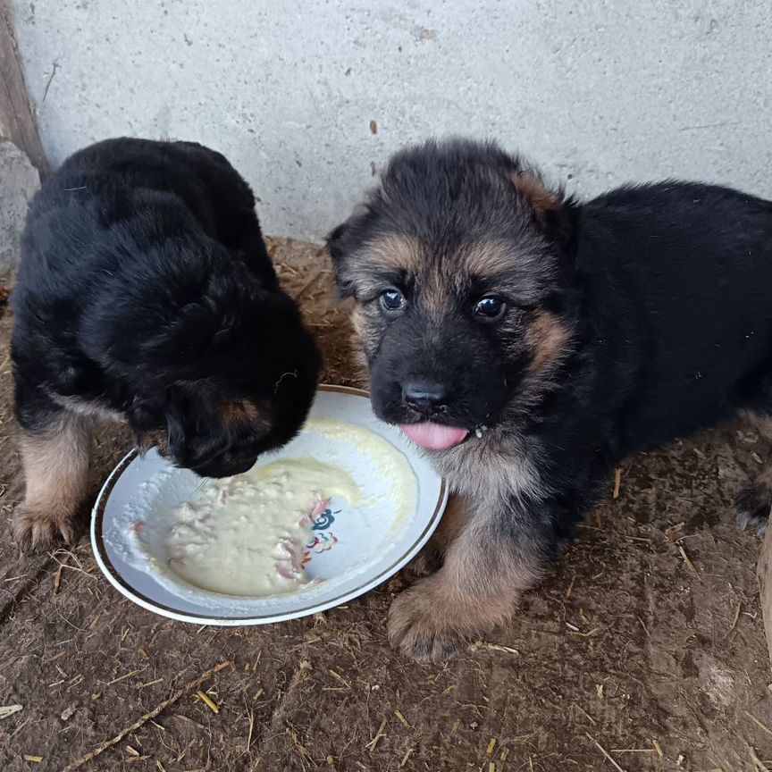 Немецкая овчарка, щенок