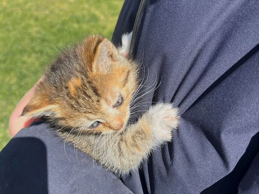 Полосатый котеночек