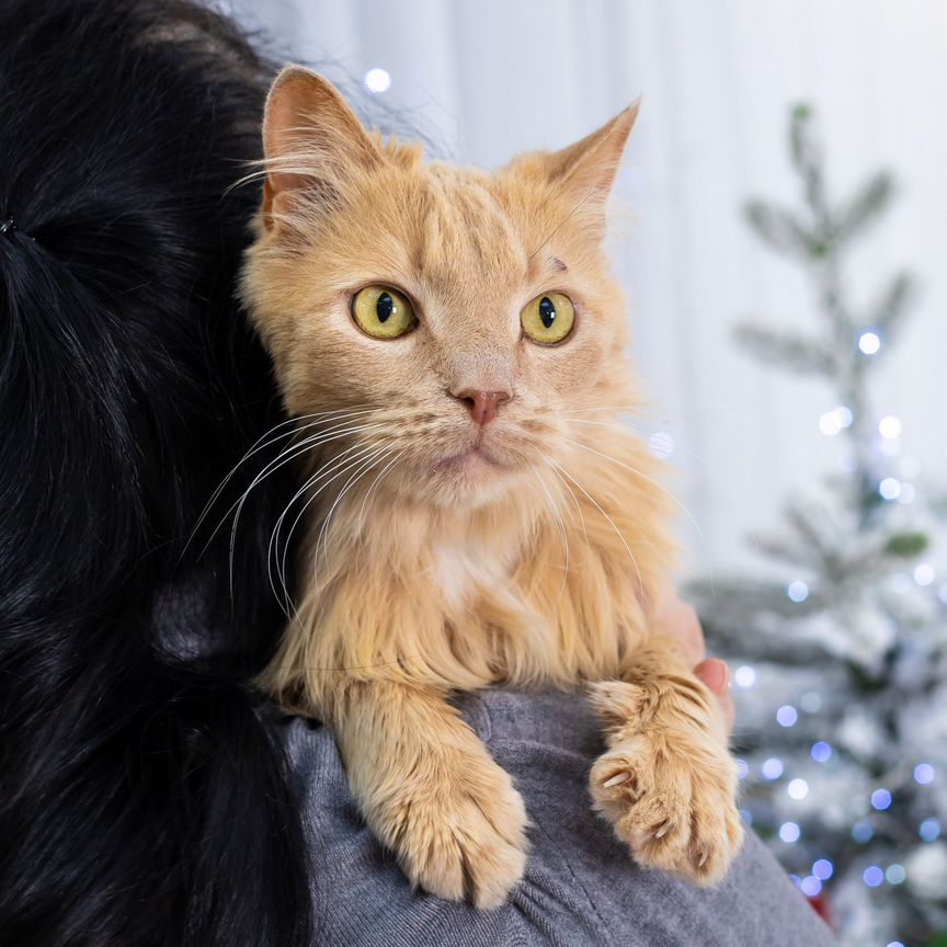 Рыжий котик в добрые руки