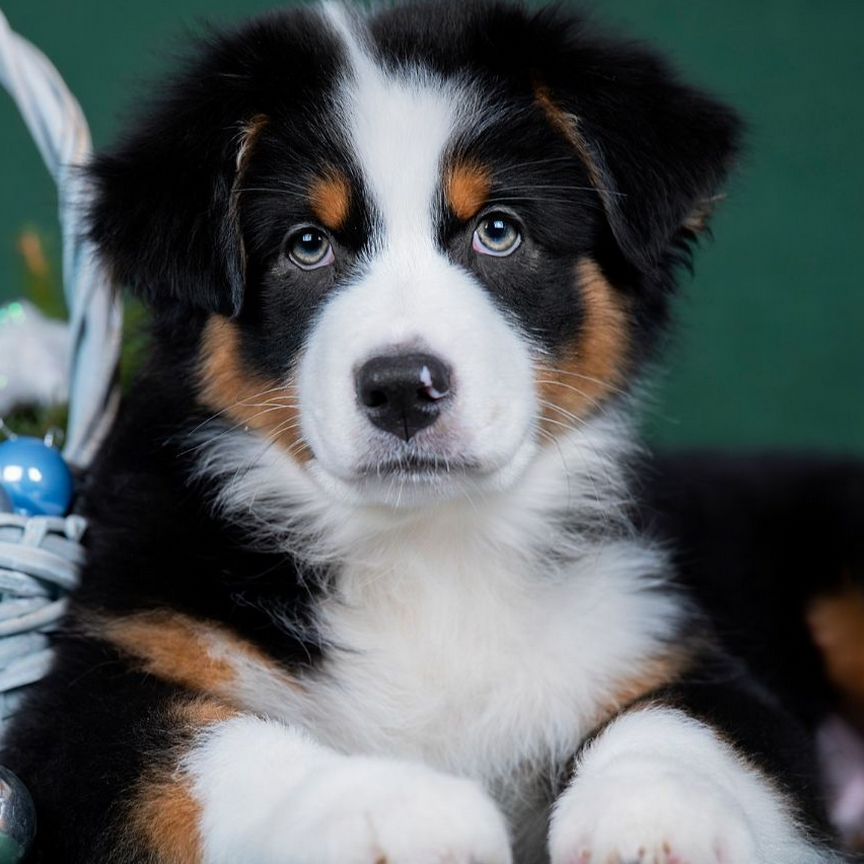 Австралийская овчарка, щенок