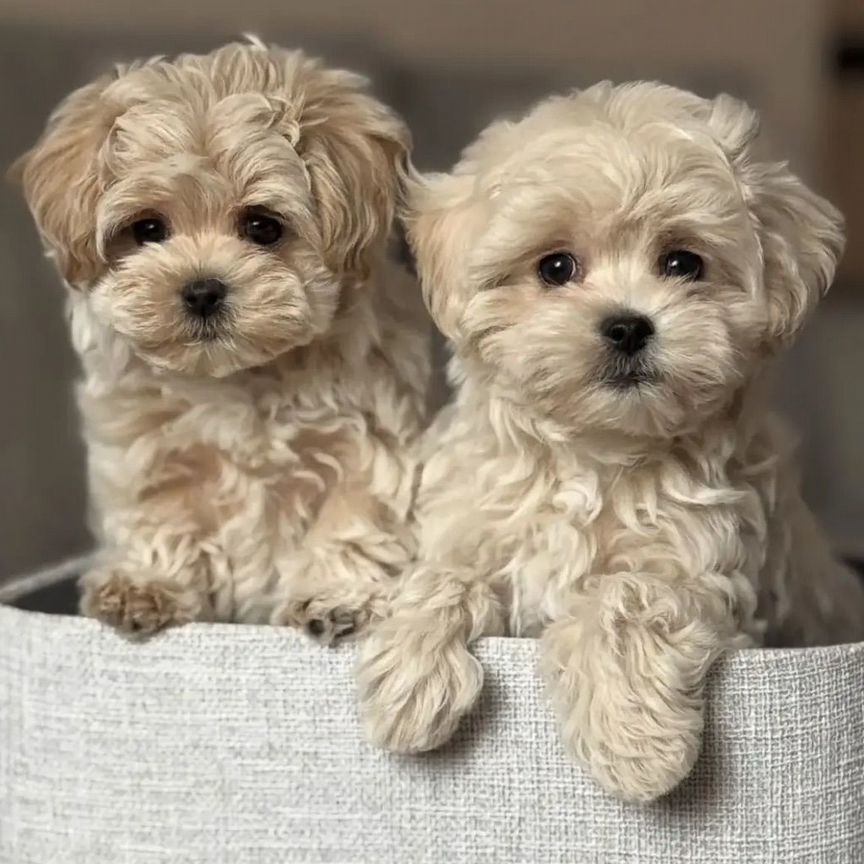 Мальтипу, щенок