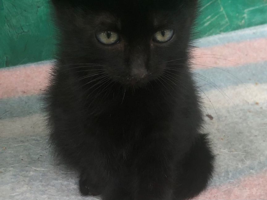 Любителям черных котят