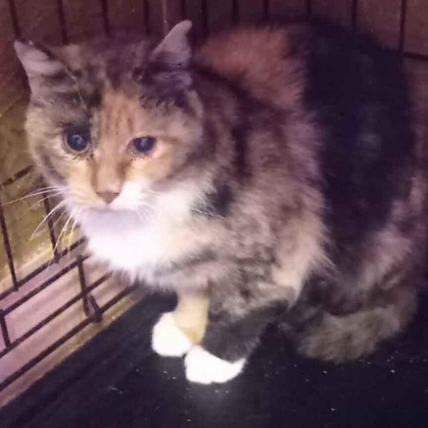 Трёхцветная кошка осталась одна