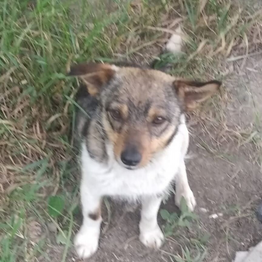 Маленькая собака в добрые руки