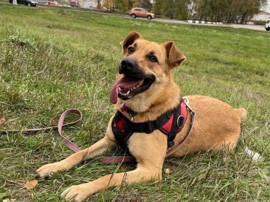 Рыжее солнышко в дар