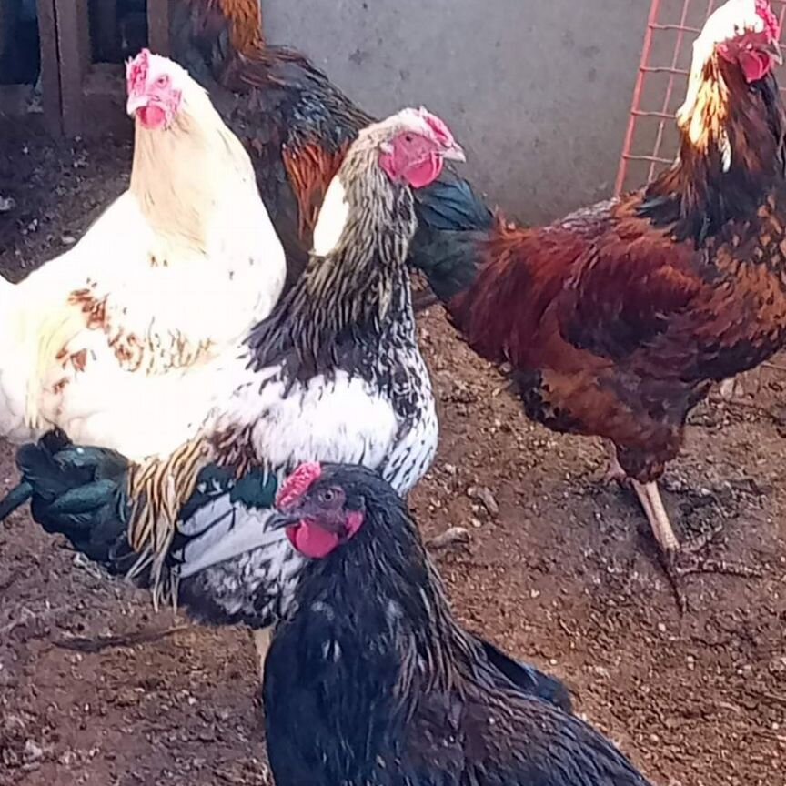 Молодые петушки