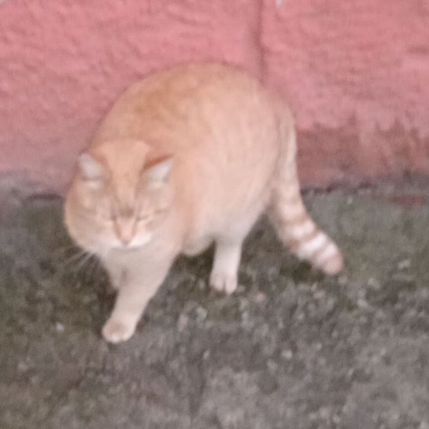 Кот