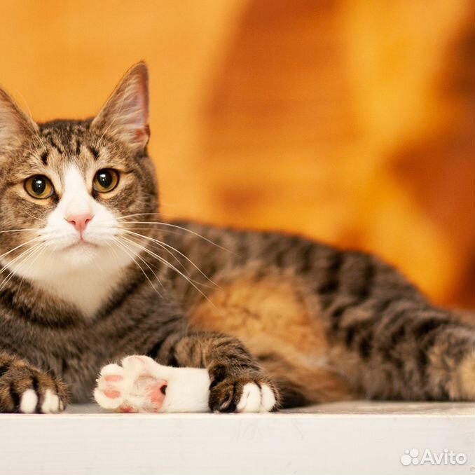 Котик Вивьен ищет дом