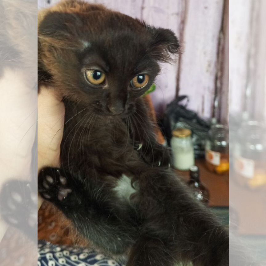 Продам кошечку