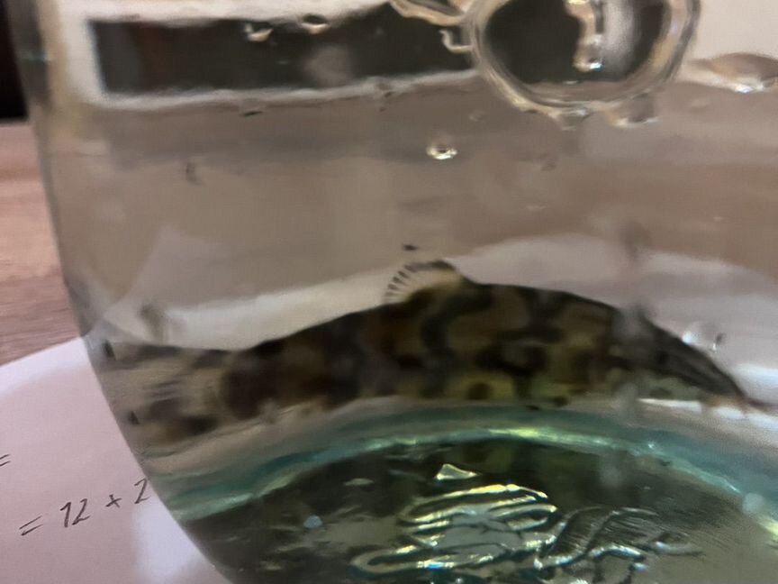 Боция мраморная бесплатно