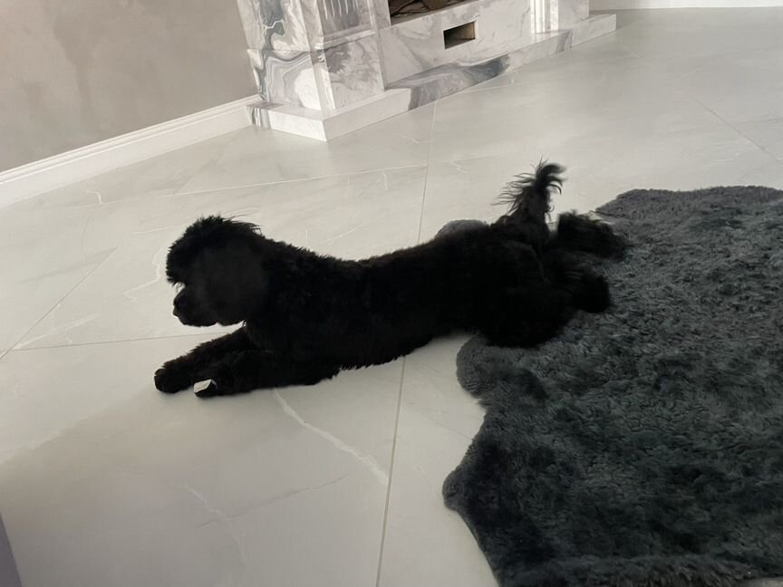 Случка мальтипу