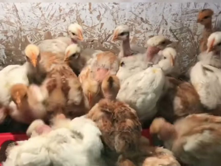 Подробный бролер