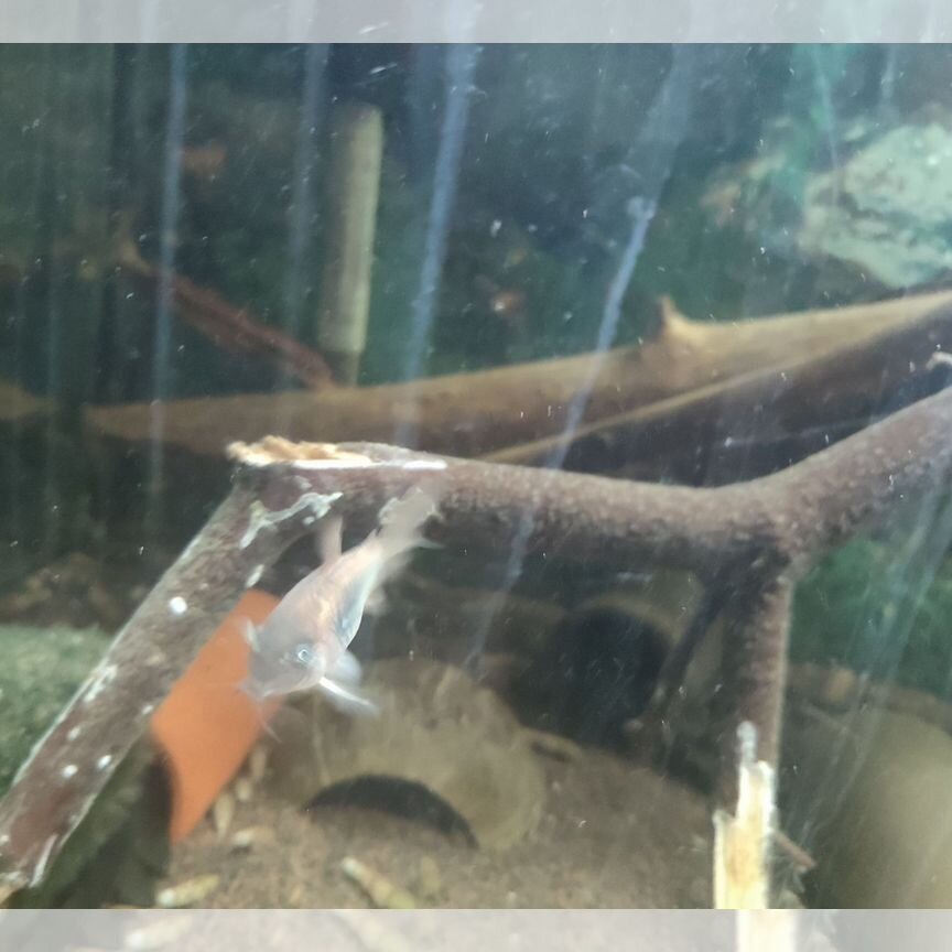 Мальки коридораса золотистого