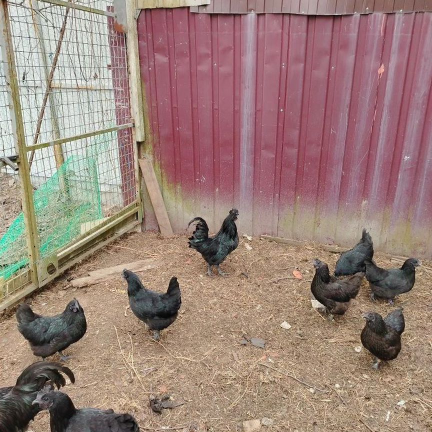 Петух ухейилюй