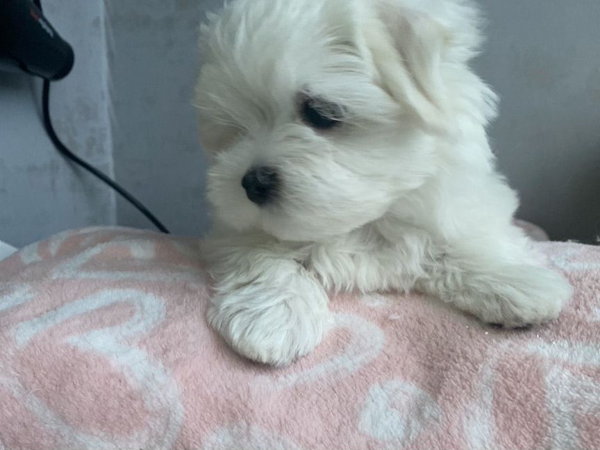 Щенки мальтезе стандарт РКФ