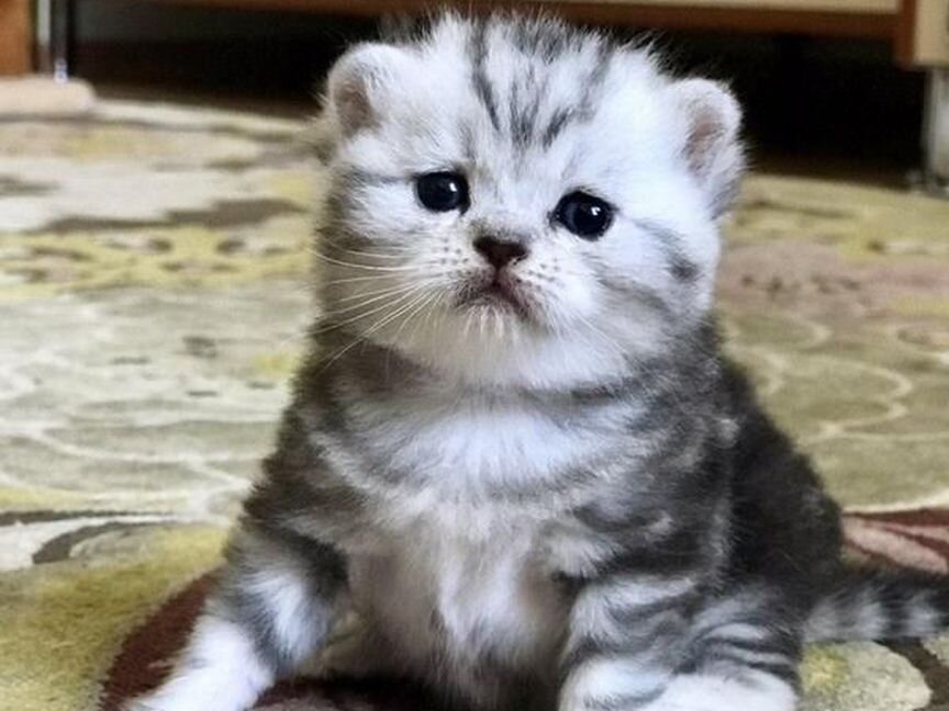 Шотландские котята серебристая шиншила