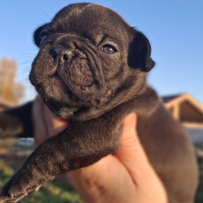 Французский бульдог, щенок