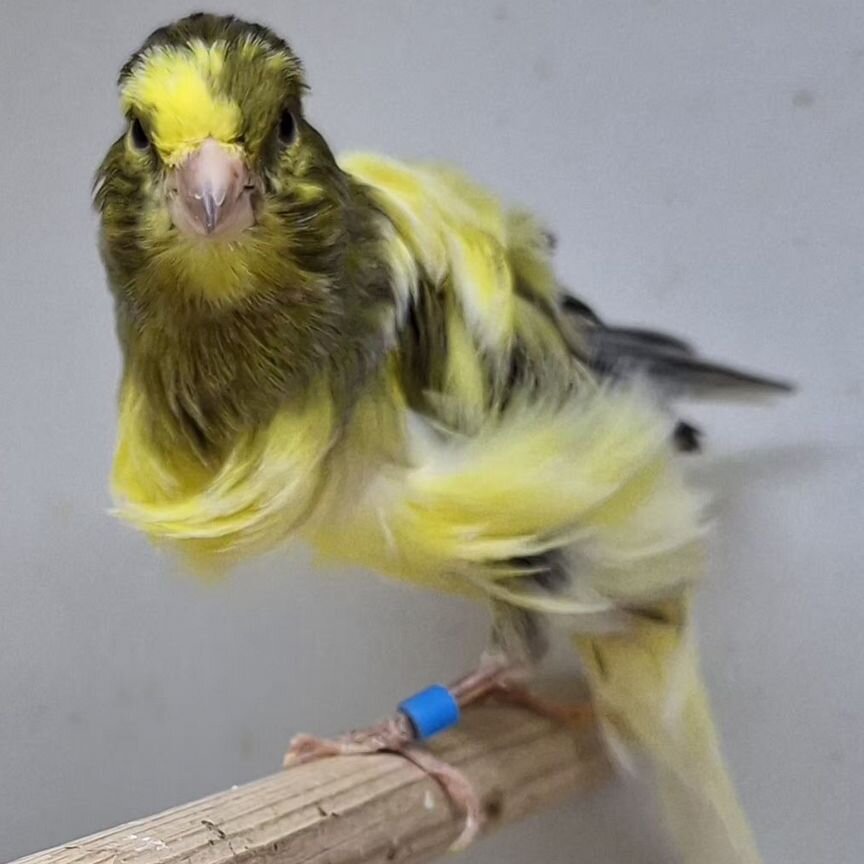 Канарейки пара