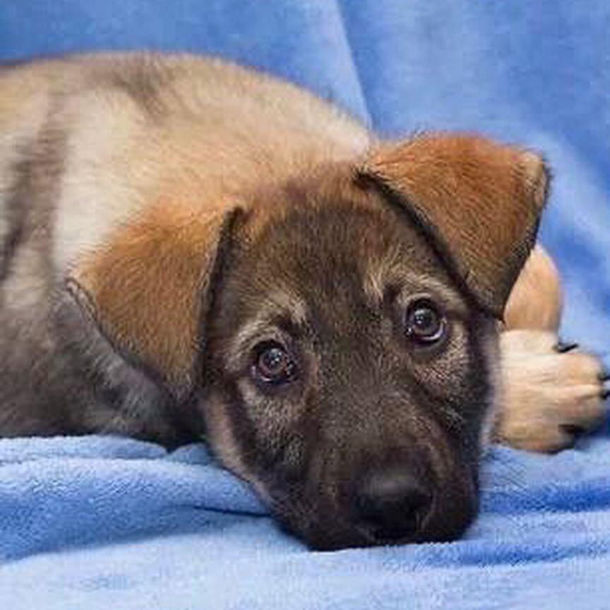 Щенок в добрые руки