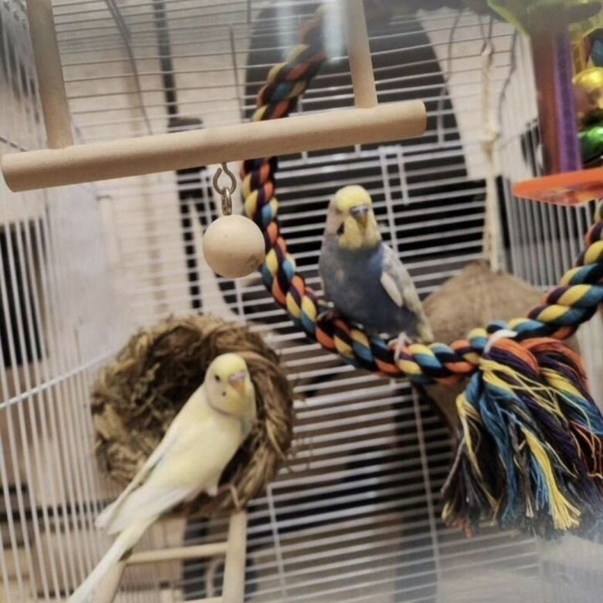 Попугаи мальчики