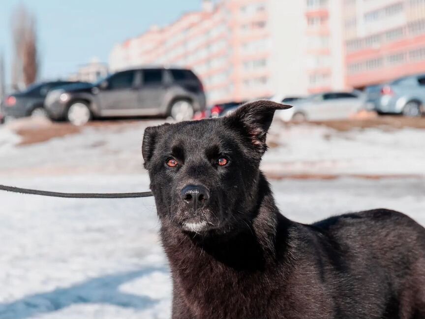 Умнейший подросток в добрые руки