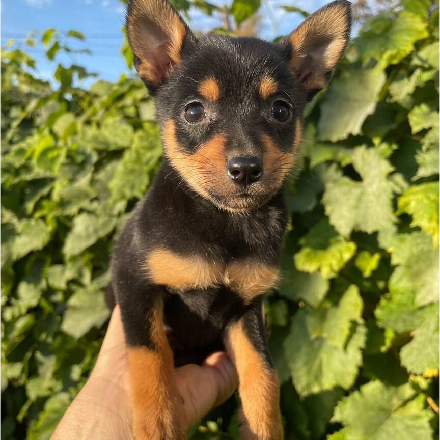 Той-терьер щенки