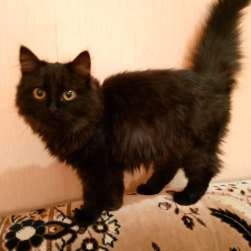 Котенок. Филя