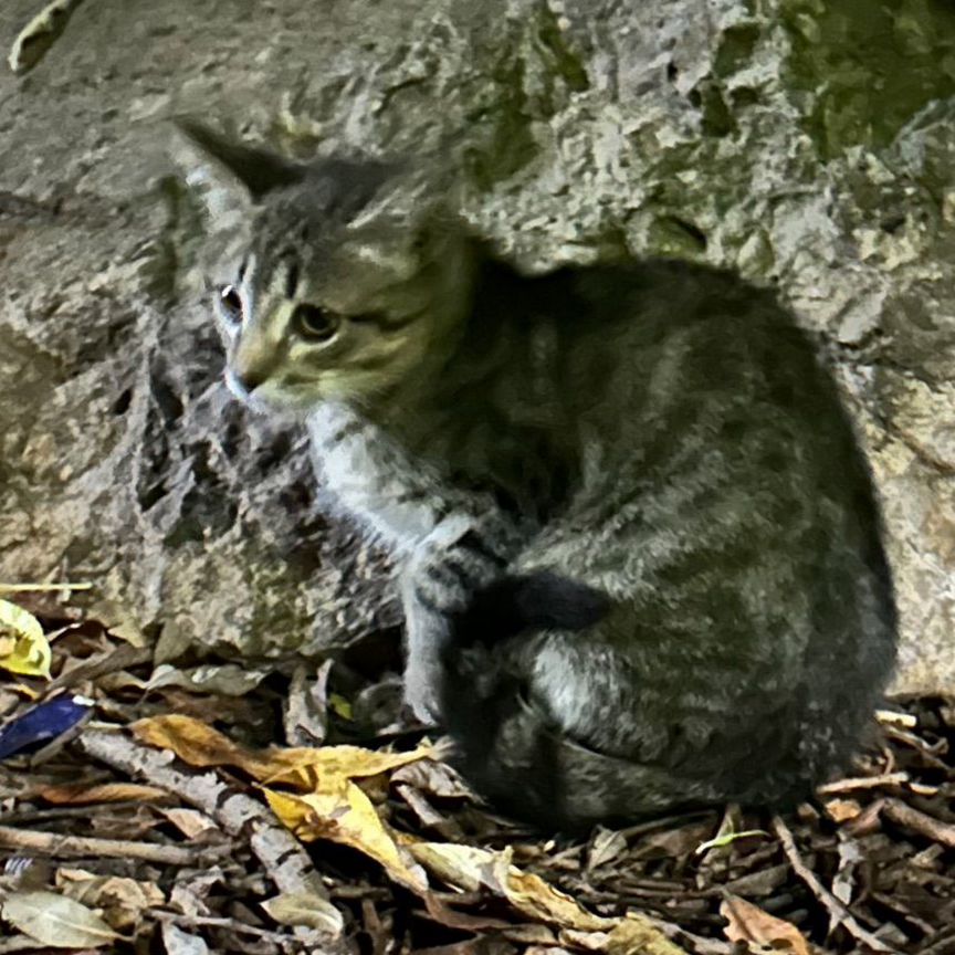 Кошка