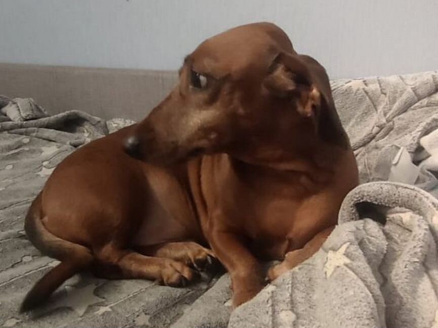 Такса в добрые руки