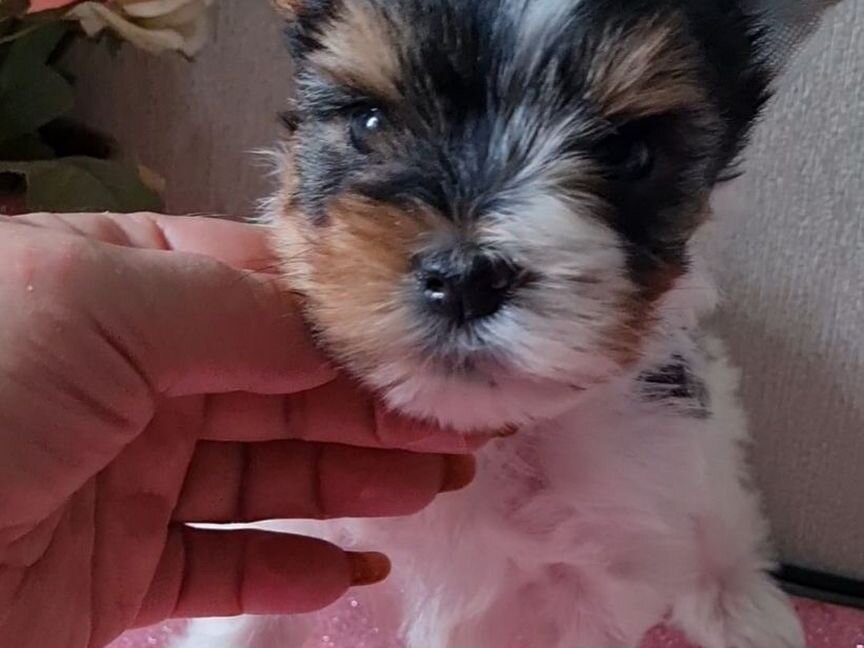 Бивер щенки резерв РКФ