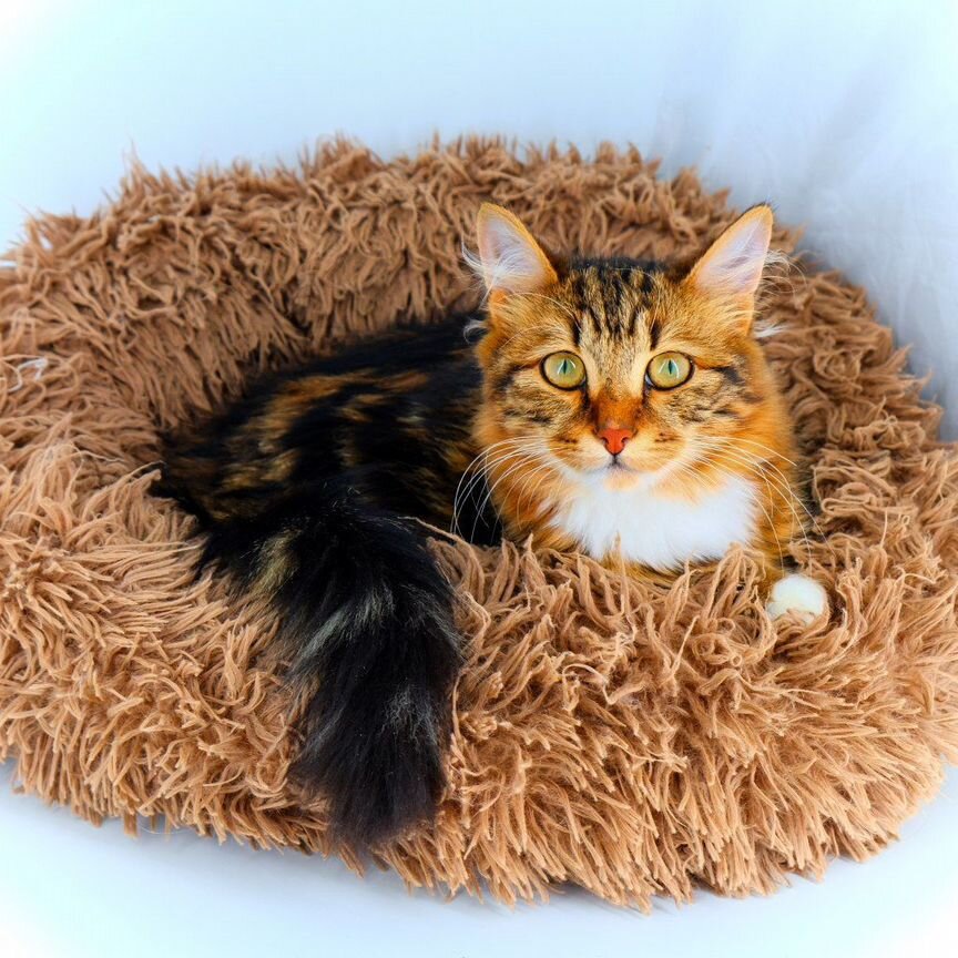 Кот в добрые руки. Бесплатно