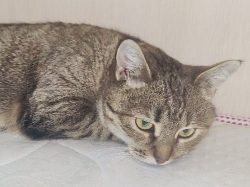 Малышка Вафелька преданная людьми ищет дом