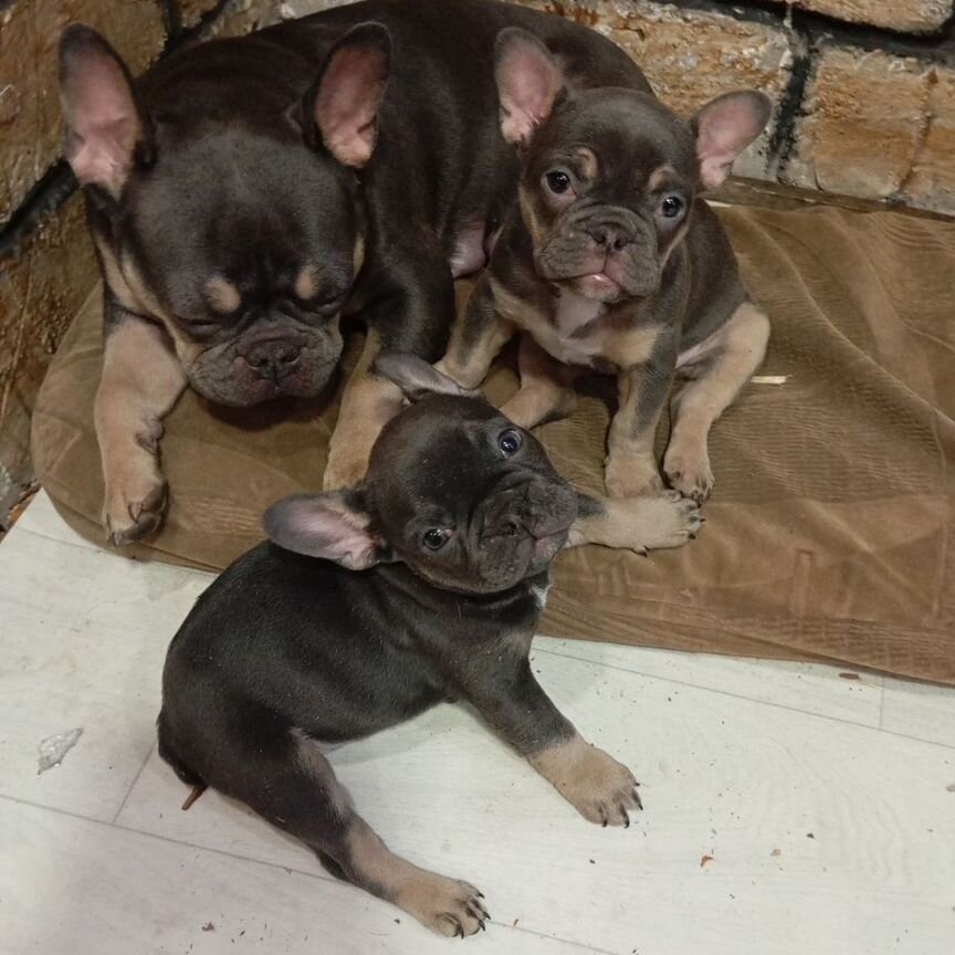 Французский бульдог, щенок
